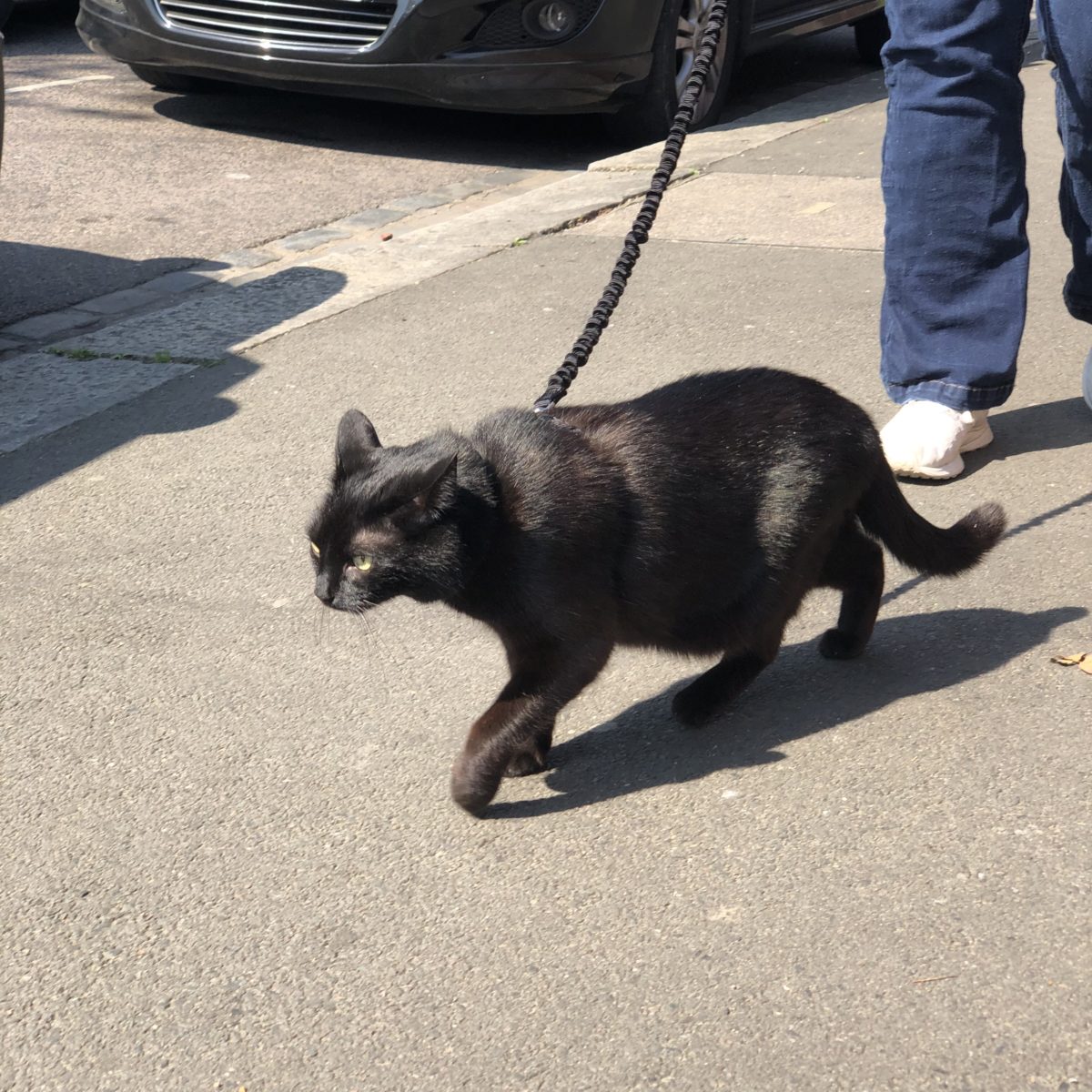 Home - catfriendly.org