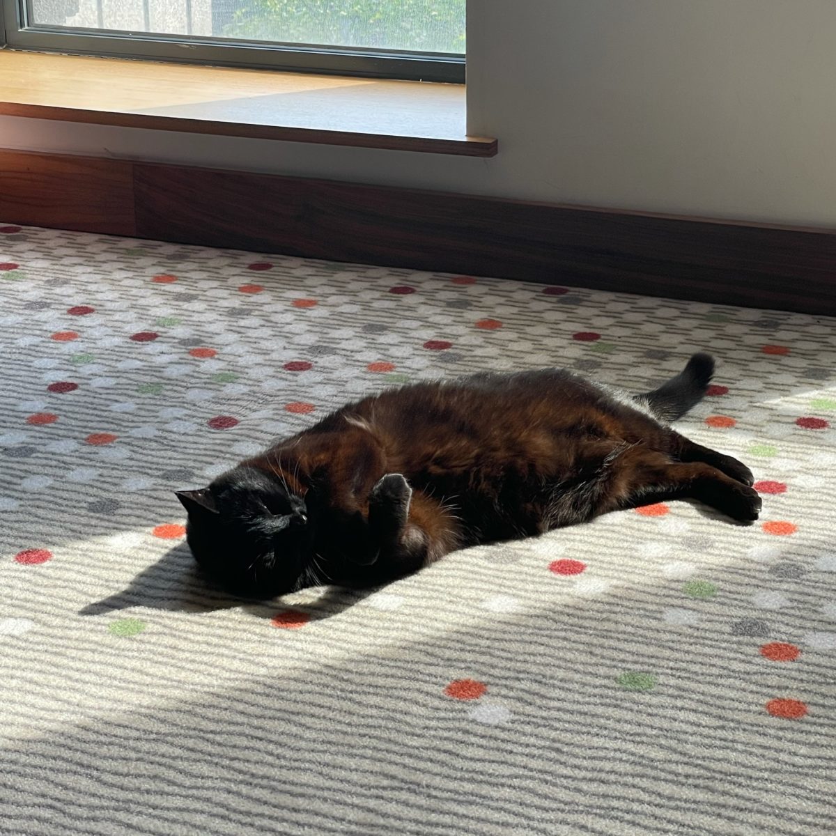 Constructing a training plan - catfriendly.org