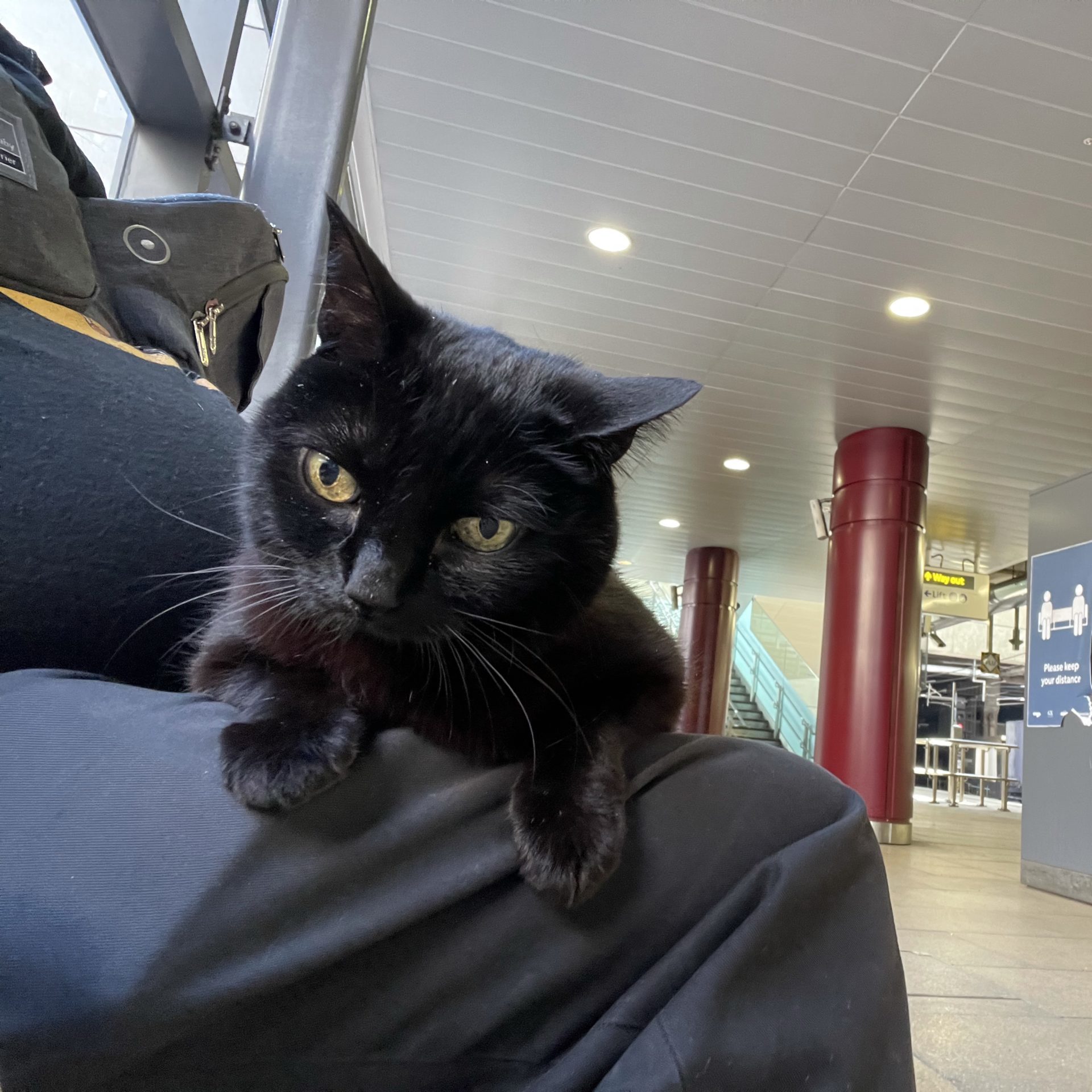 Autism assistance cat skills - catfriendly.org