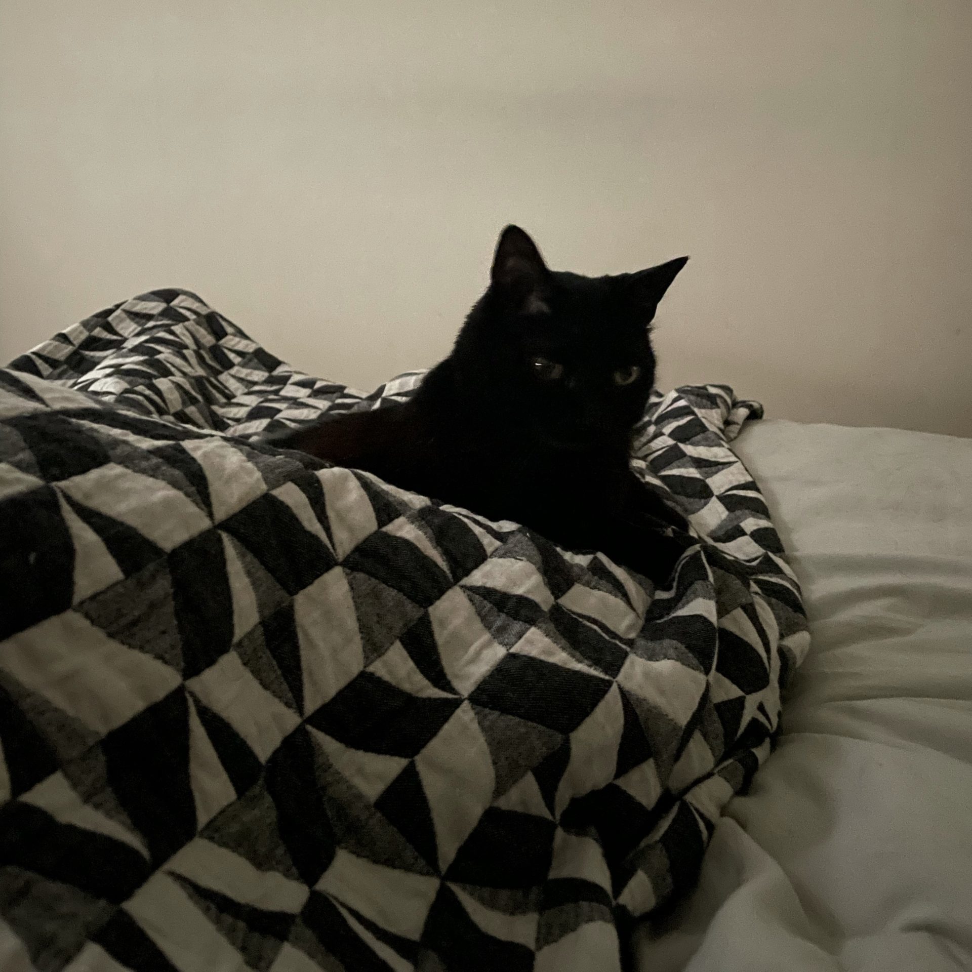 Autism assistance cat skills - catfriendly.org